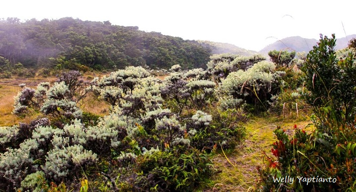 PANDUAN CERDAS EKSPLOR TAMAN NASIONAL GUNUNG GEDE-PANGRANGO
